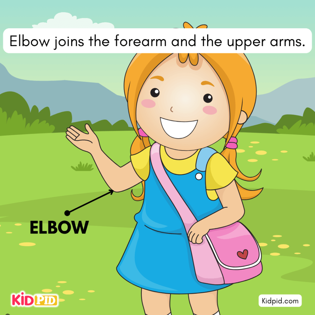 Explore the Parts of the Body – THE HAND - Kidpid