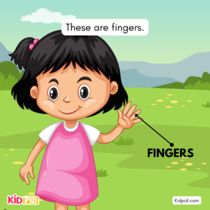 Explore the Parts of the Body – THE HAND - Kidpid