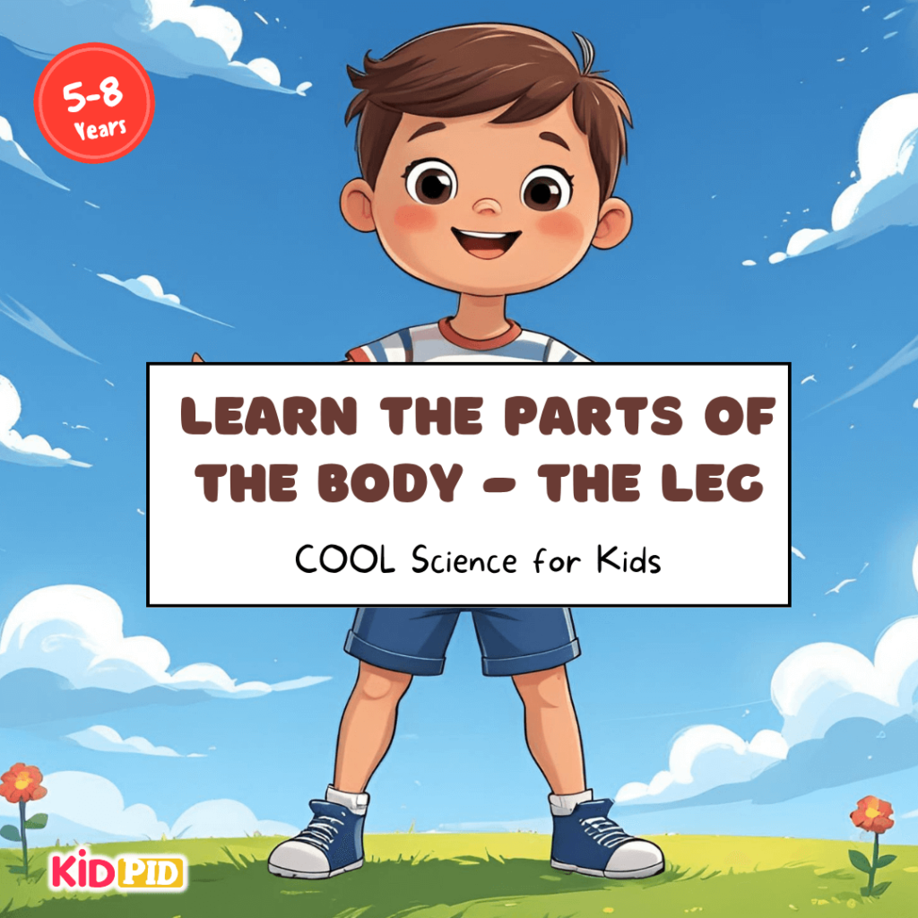 Learn the Parts of the Body - THE LEG - Kidpid