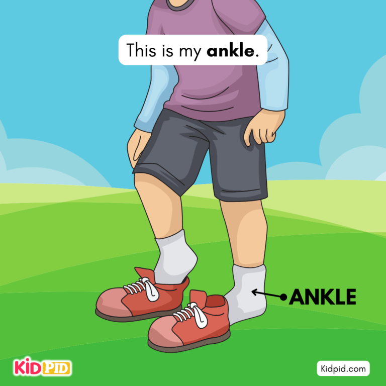 Learn the Parts of the Body - THE LEG - Kidpid
