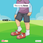 Learn the Parts of the Body - THE LEG - Kidpid