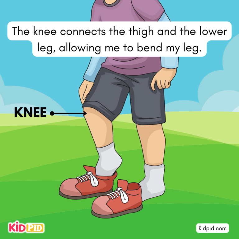 Learn the Parts of the Body - THE LEG - Kidpid