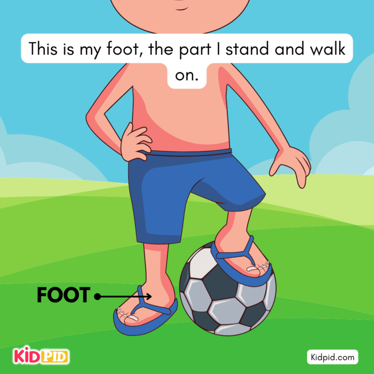 Learn the Parts of the Body - THE LEG - Kidpid