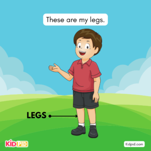 Learn the Parts of the Body - THE LEG - Kidpid