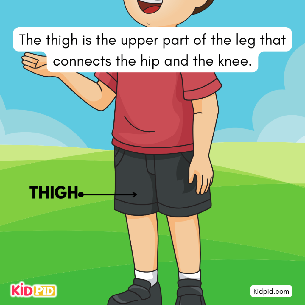 Learn the Parts of the Body - THE LEG - Kidpid
