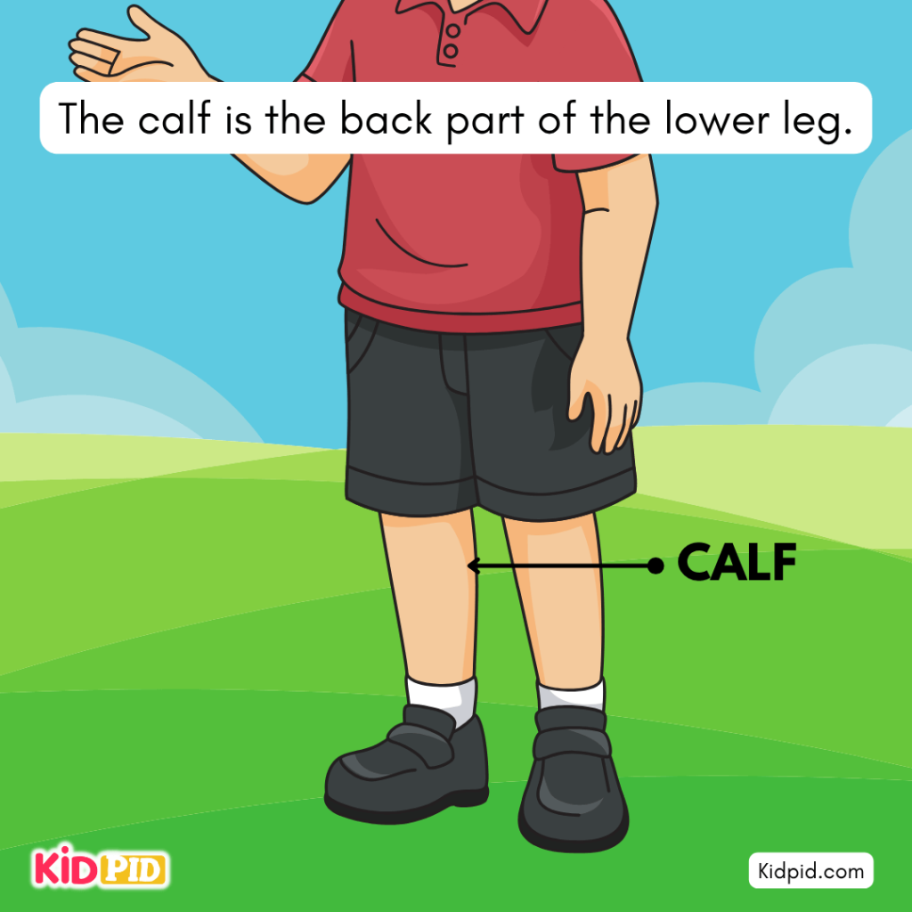 Learn the Parts of the Body - THE LEG - Kidpid