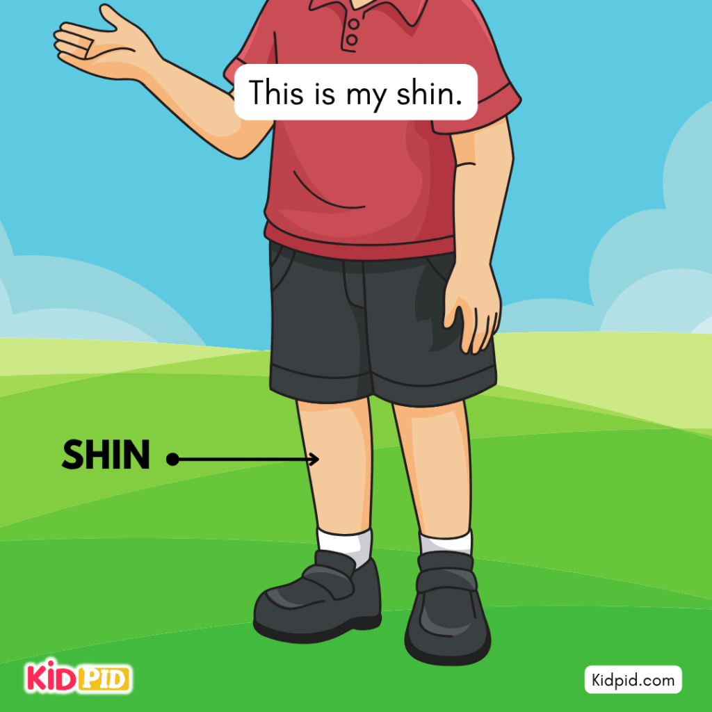 Learn the Parts of the Body - THE LEG - Kidpid