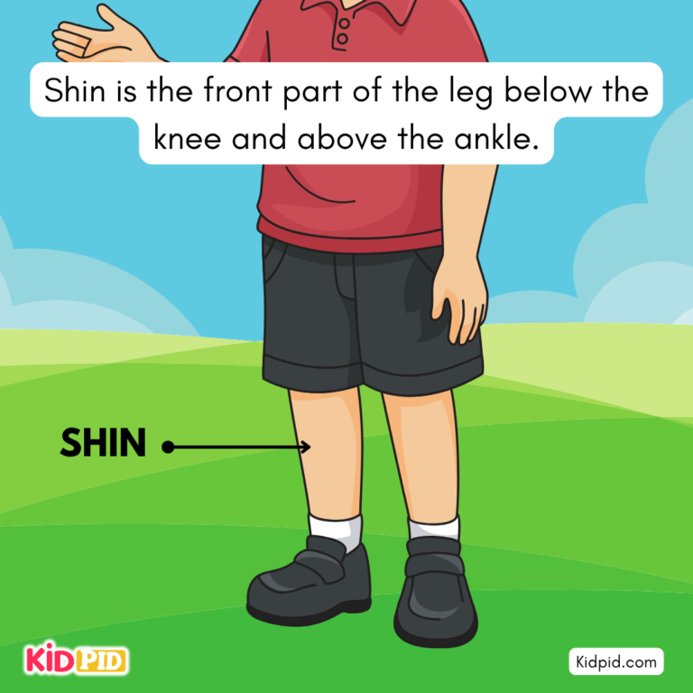 Learn the Parts of the Body - THE LEG - Kidpid