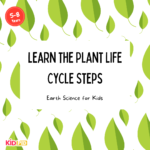 Learn the Plant Life Cycle - Free Book for Kids - Kidpid