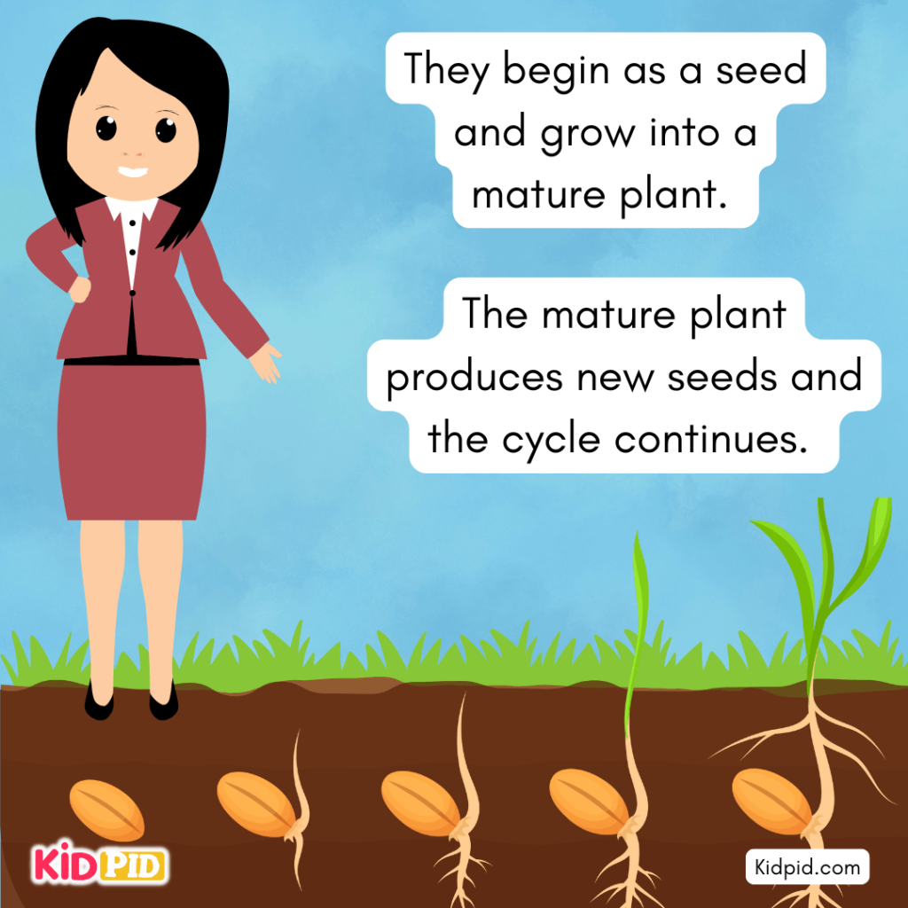 Learn the Plant Life Cycle - Free Book for Kids - Kidpid