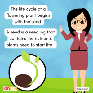 Learn the Plant Life Cycle - Free Book for Kids - Kidpid