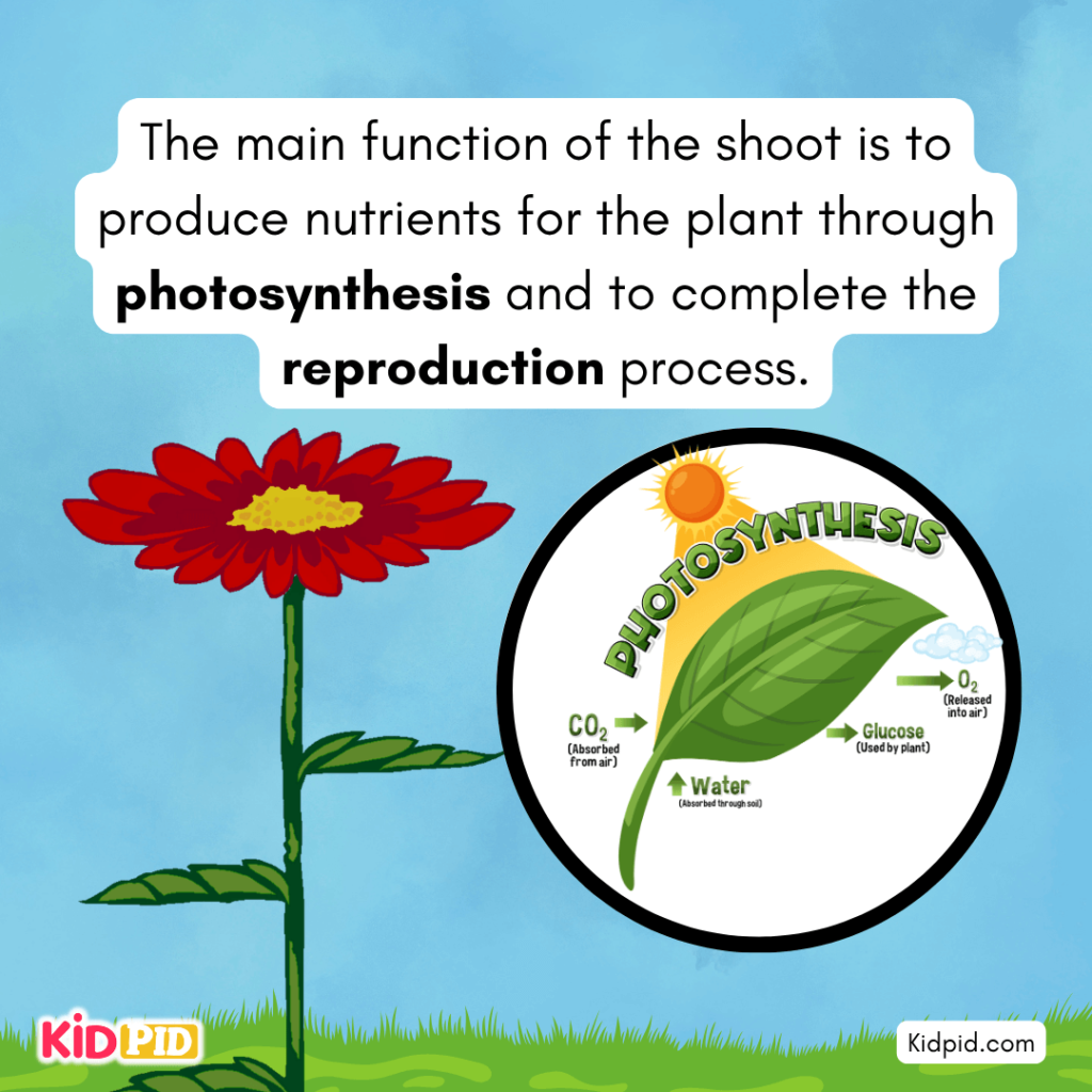 Parts of Plants and Their Functions - Free Book to Download - Kidpid