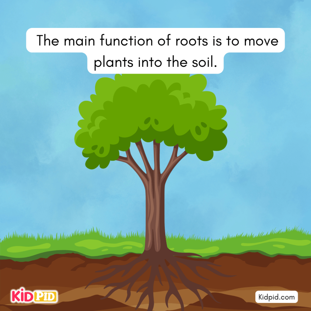 Parts of Plants and Their Functions - Free Book to Download - Kidpid