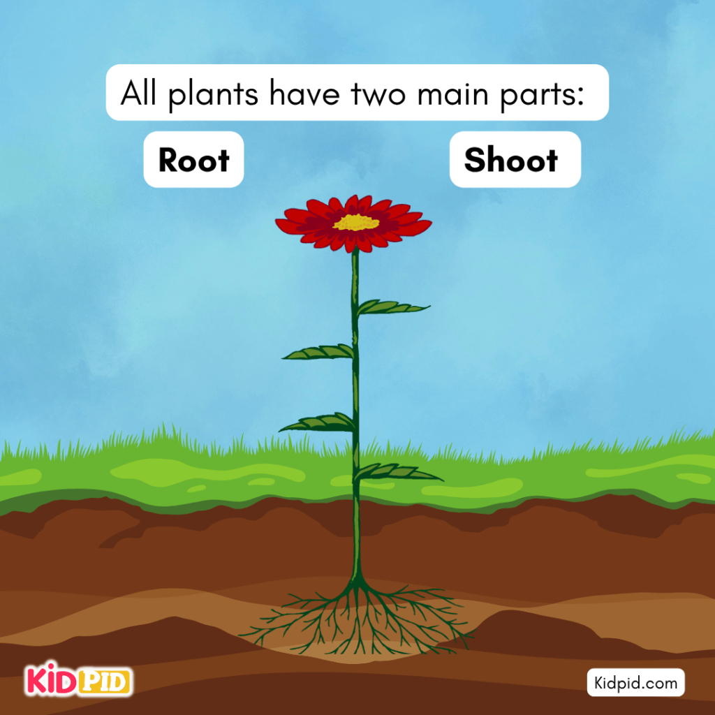 Parts of Plants and Their Functions - Free Book to Download - Kidpid