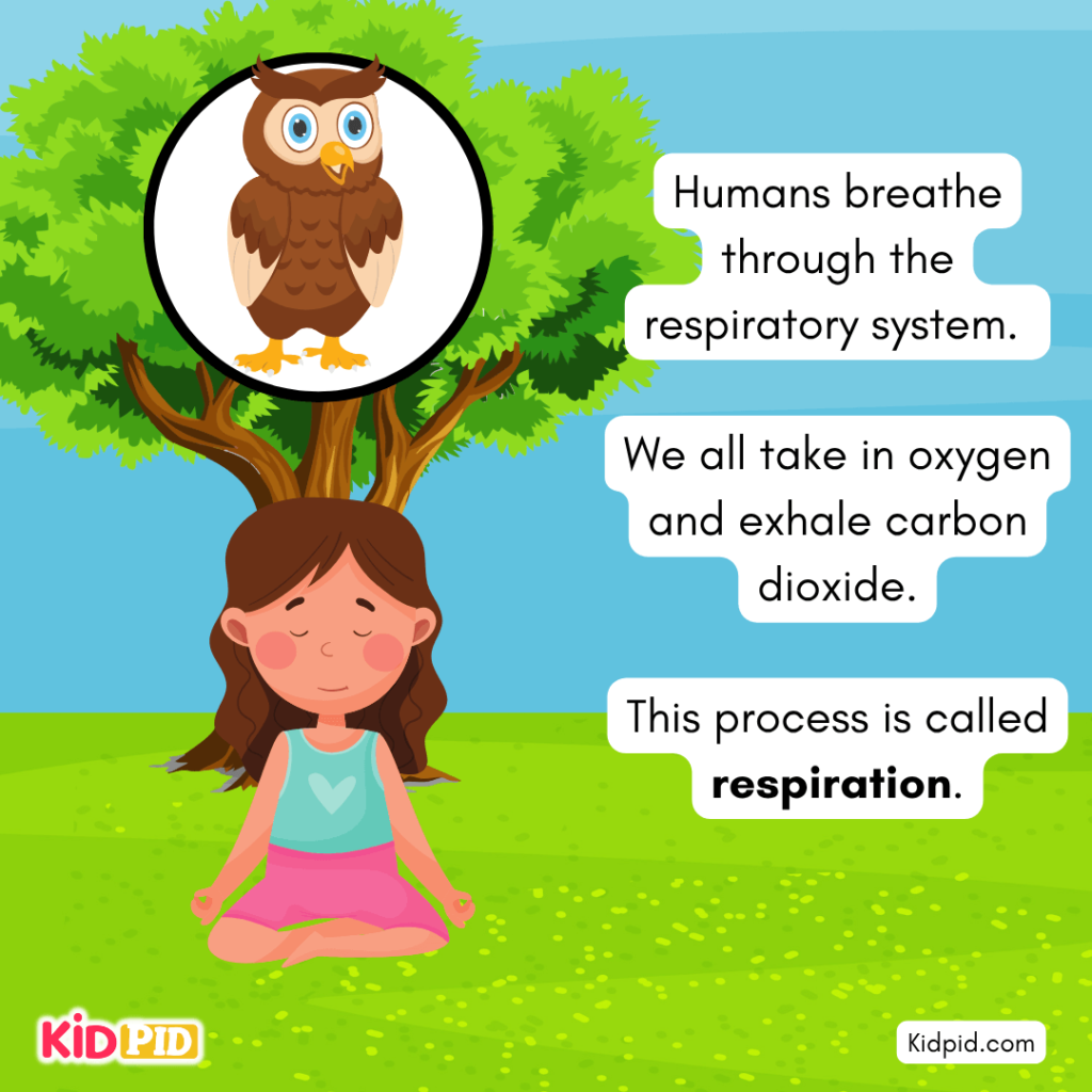 Respiratory System - Free Book for Kids - Kidpid