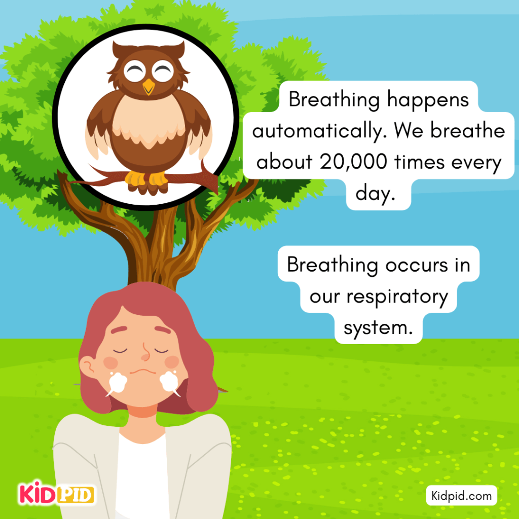 Respiratory System - Free Book for Kids - Kidpid