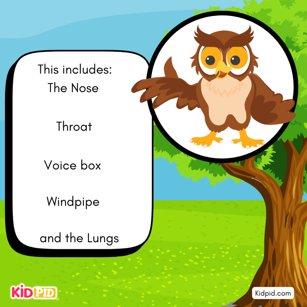 Respiratory System - Free Book for Kids - Kidpid