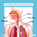 Respiratory System - Free Book for Kids - Kidpid