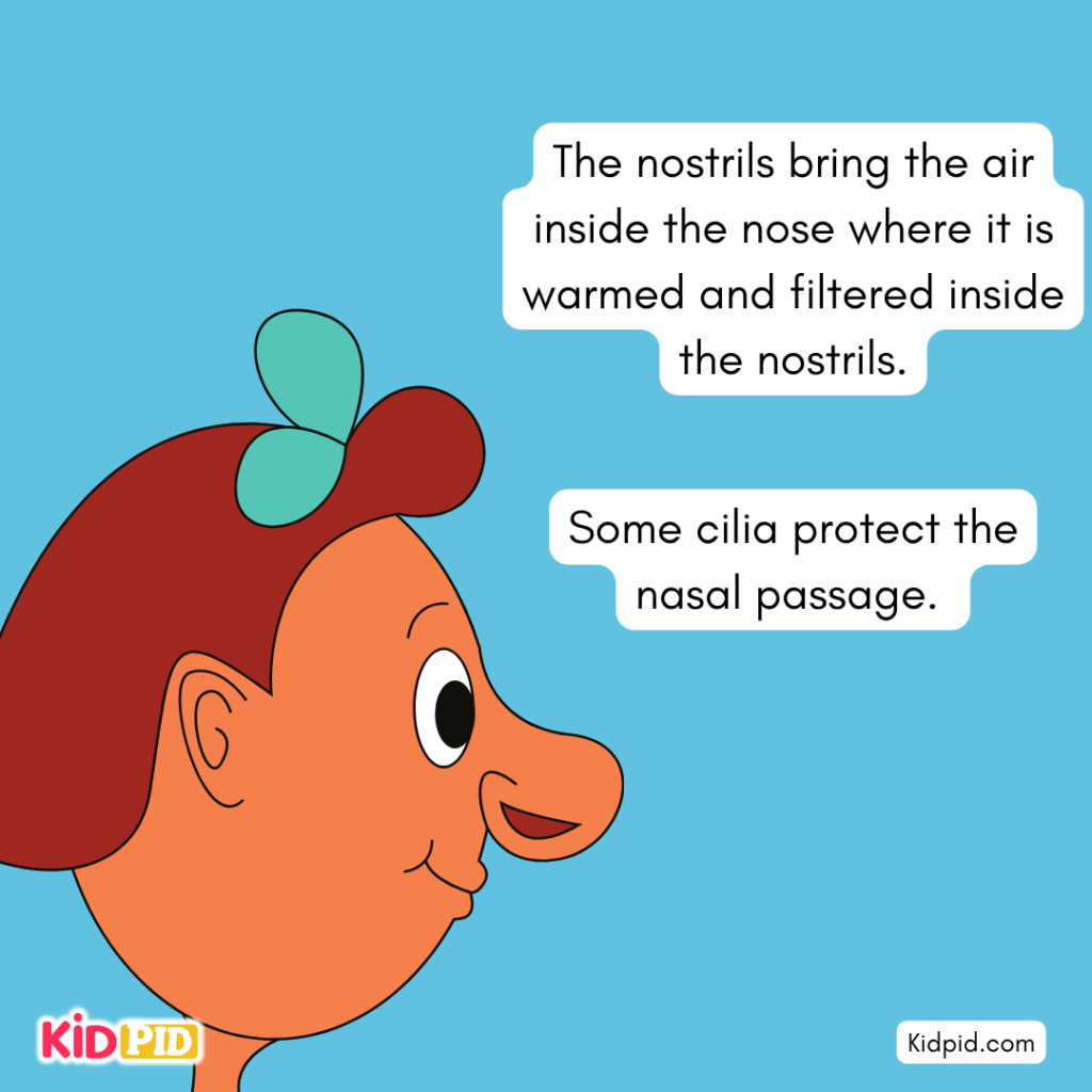 Respiratory System - Free Book for Kids - Kidpid