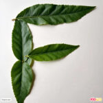 A to Z Leaf Alphabet Art & Craft Ideas - Kidpid