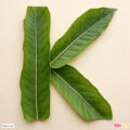 A to Z Leaf Alphabet Art & Craft Ideas - Kidpid