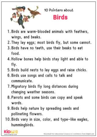 Birds: Essay, 10 Pointers and Questions - Kidpid
