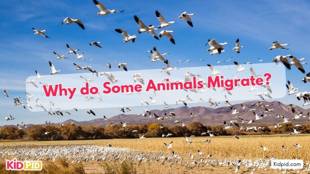 Why Do Some Animals Migrate? [Quiz Inside] - Kidpid