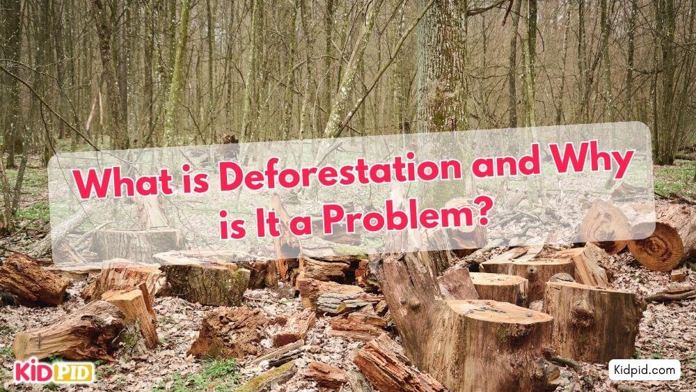 What is Deforestation and Why is it a Problem? [Quiz Inside] - Kidpid