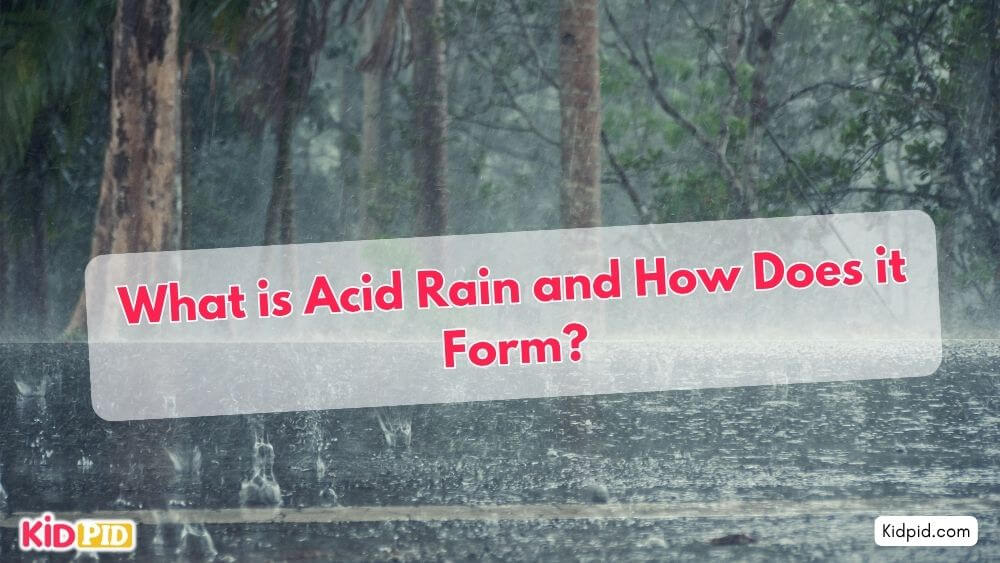 What is Acid Rain and How Does it Form? [Quiz Inside] - Kidpid