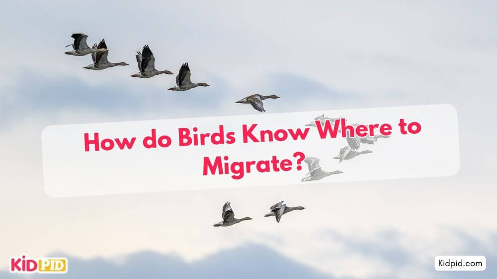 How do Birds Know Where to Migrate? [Quiz Inside] - Kidpid