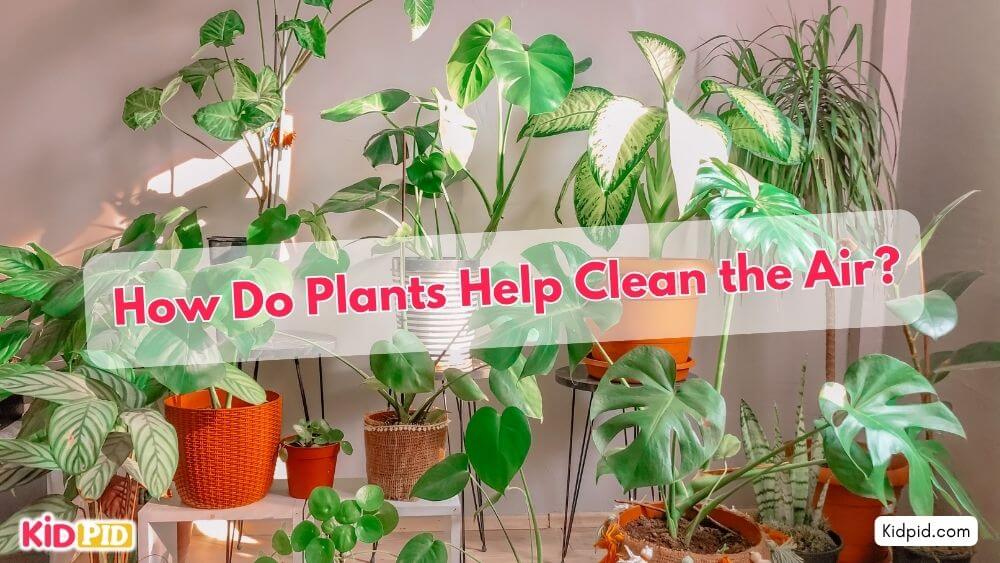 How Do Plants Help Clean The Air? [Quiz Inside] - Kidpid