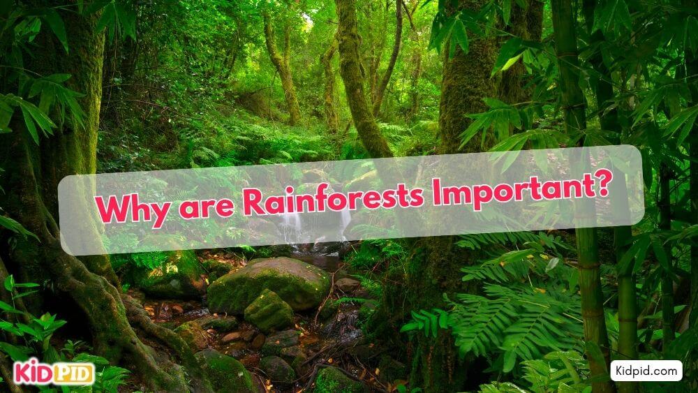 Why are Rainforests Important? [Quiz Inside] - Kidpid