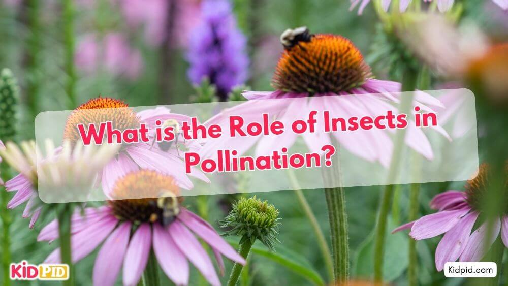 What is The Role of Insects in Pollination? [Quiz Inside] - Kidpid