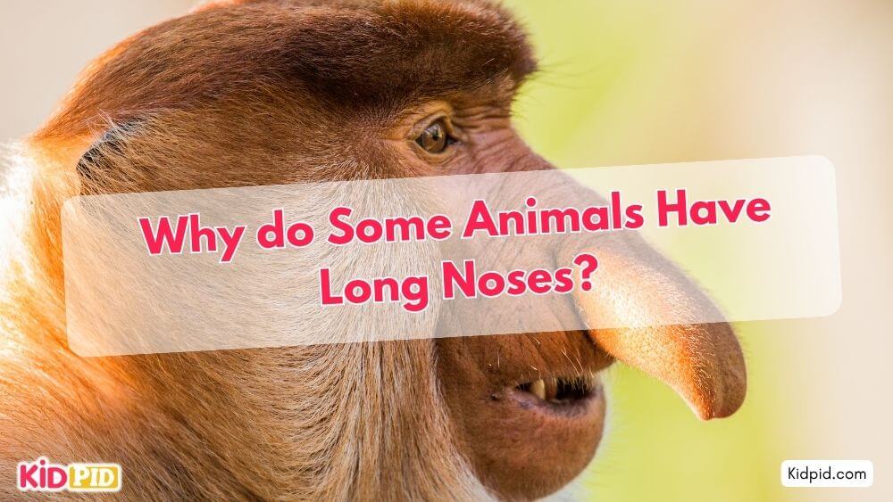 Why Do Some Animals Have Long Noses? [Quiz Inside] - Kidpid