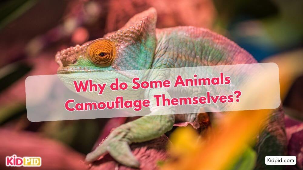 Why do Some Animals Camouflage Themselves? [Quiz Inside] - Kidpid