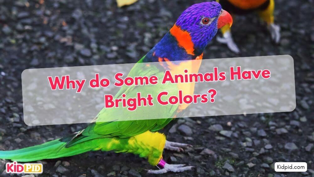 Why Do Some Animals Have Bright Colors? [Quiz Inside] - Kidpid