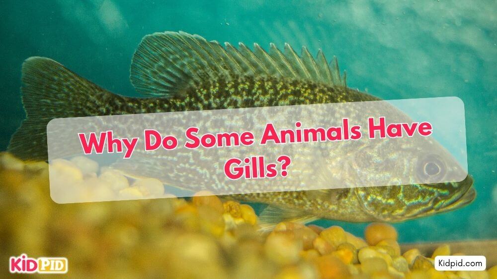 Why do Some Animals have Gills? [Quiz Inside] - Kidpid