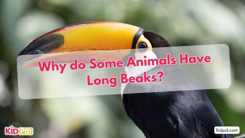 Why Do Some Animals Have Long Beaks? [Quiz Inside] - Kidpid