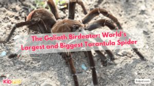 Goliath Birdeater: World's Largest Tarantula Spider - Kidpid