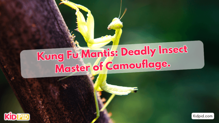Kung Fu Mantis: Lethal Insect with Camouflage and Hunting Expertise ...