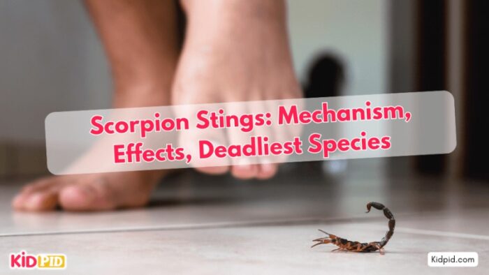 Scorpion Stings: Venom Effects and Deadliest Species - Kidpid