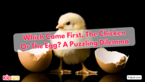 Which came first: the chicken or egg? The confusing dilemma - Kidpid