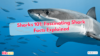 Sharks 101 Interesting Facts About Sharks - Kidpid