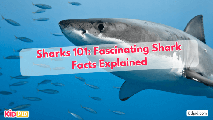 Sharks 101 Interesting Facts About Sharks - Kidpid